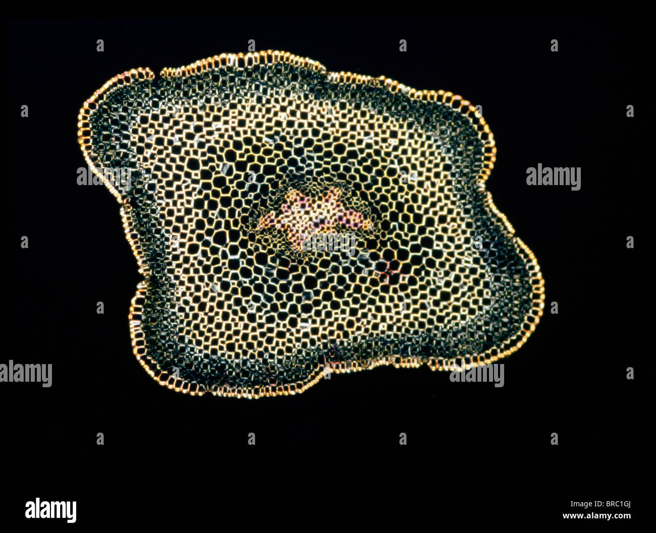 Light Micrograph (LM) of a transverse section of a stem of Whisk Fern ...