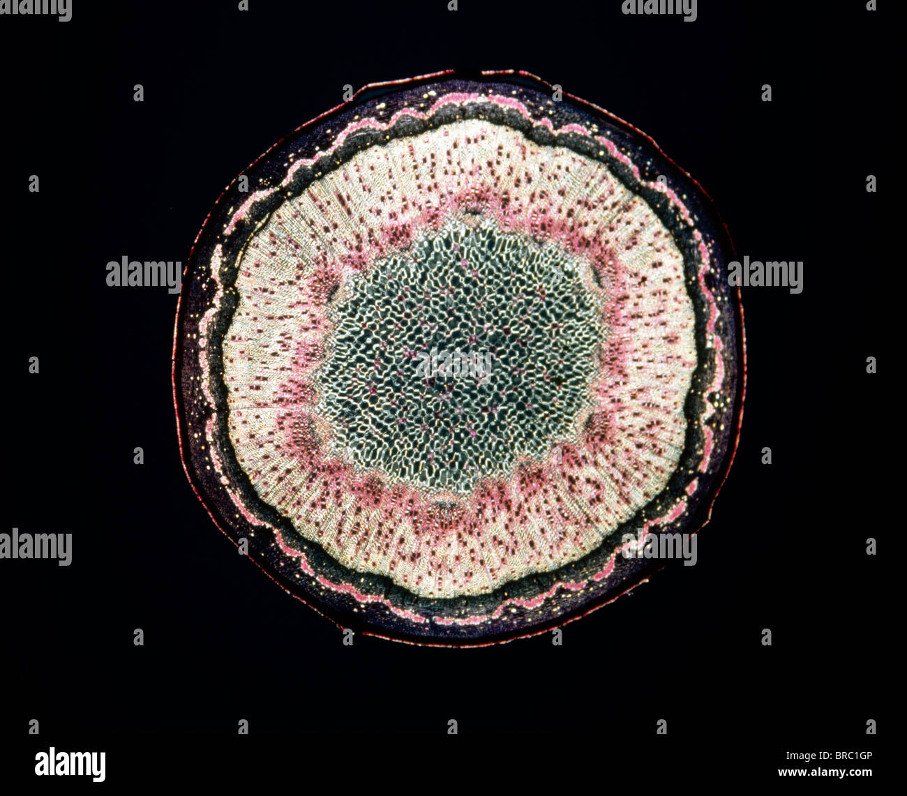 Light Micrograph (LM) of a transverse section of a stem of Sycamore ...
