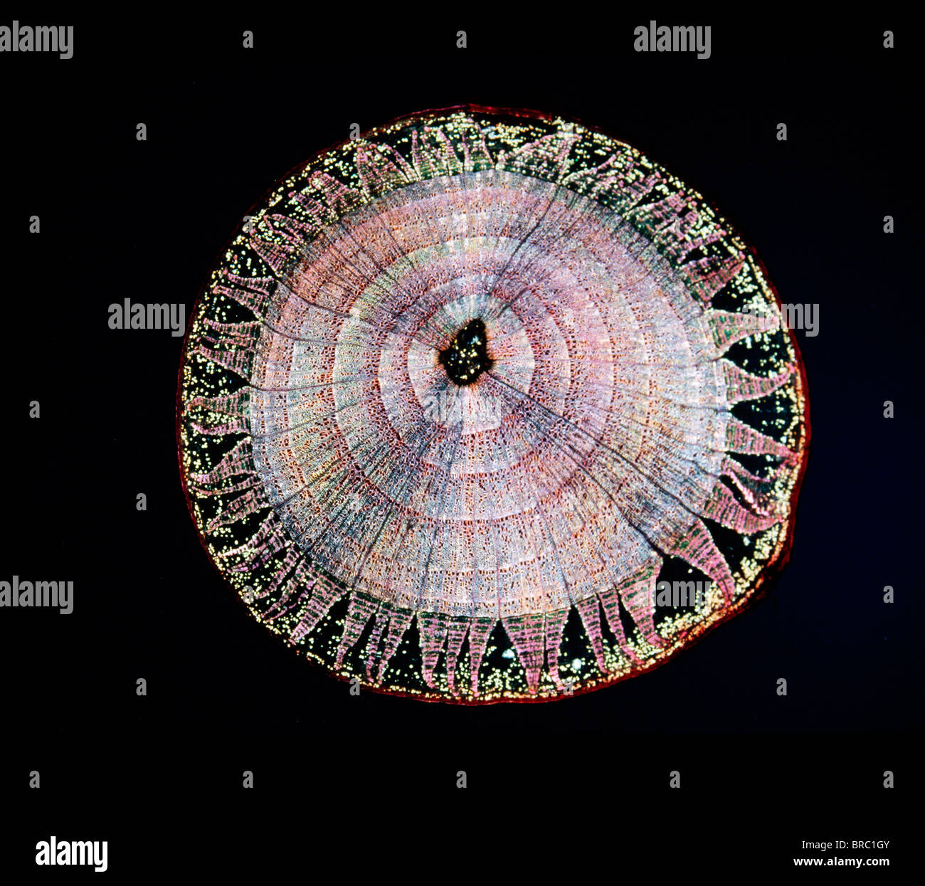 Light Micrograph (LM) of a transverse section of a stem of Common Lime ...