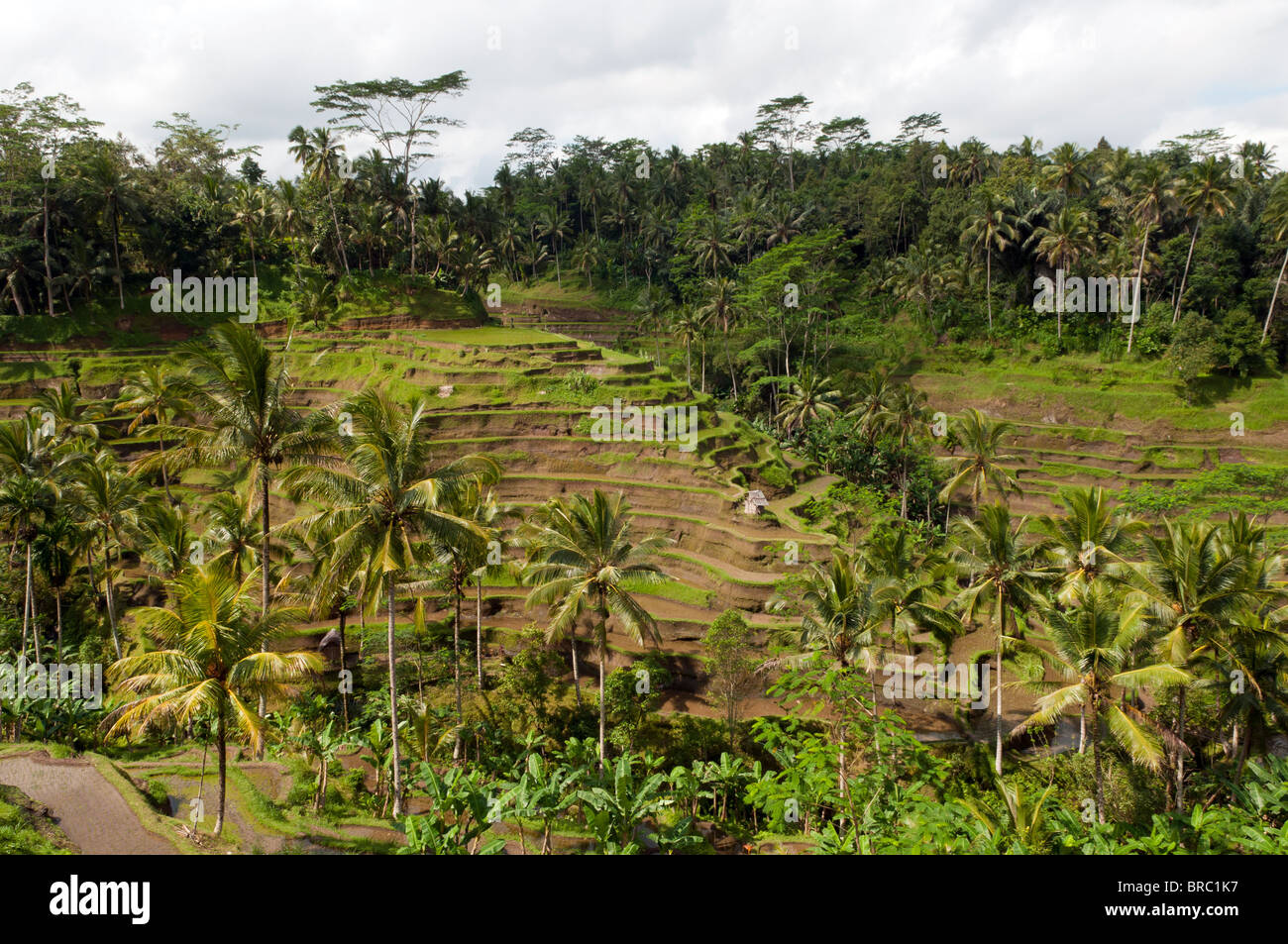 Rice terraces in Bali, Indonesia Stock Photo - Alamy