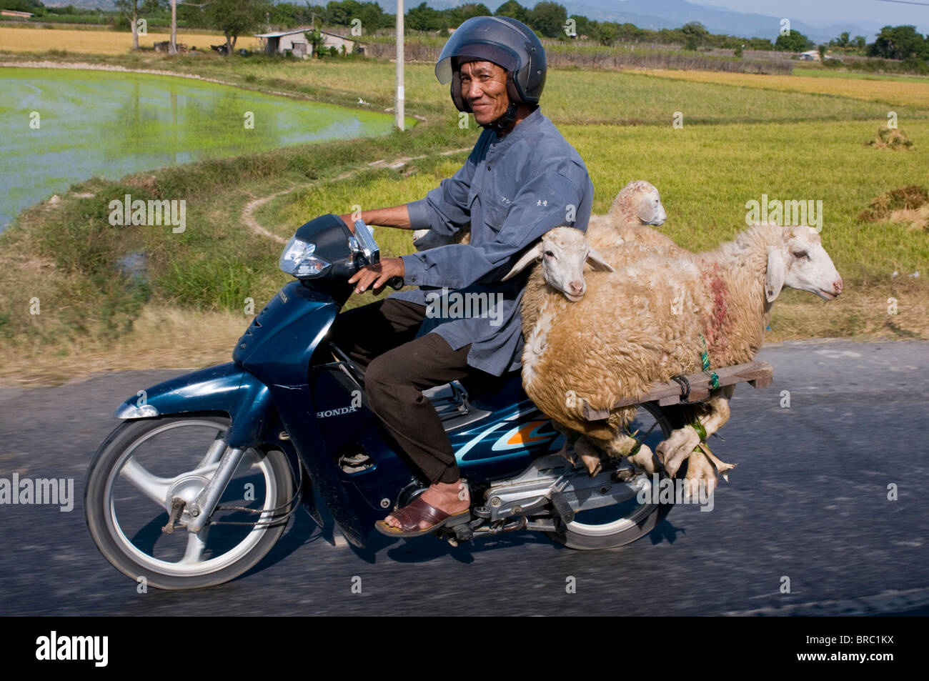 Man transporting sheep on his motobike, Vietnam, Indochina Stock Photo ...