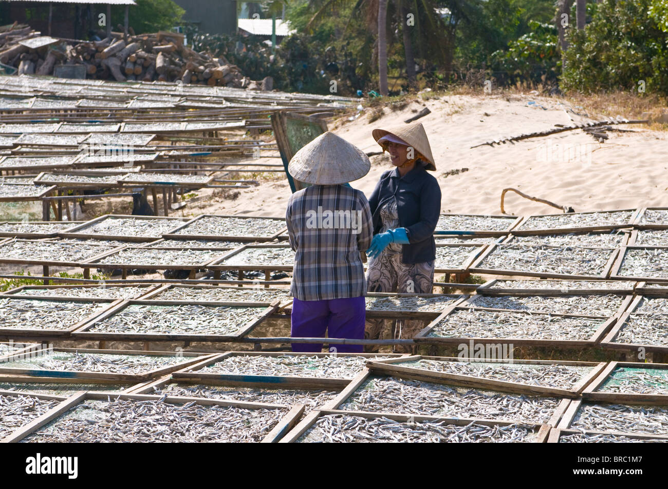 Women at local fish factory working with dry fish, Mui Ne, Vietnam ...
