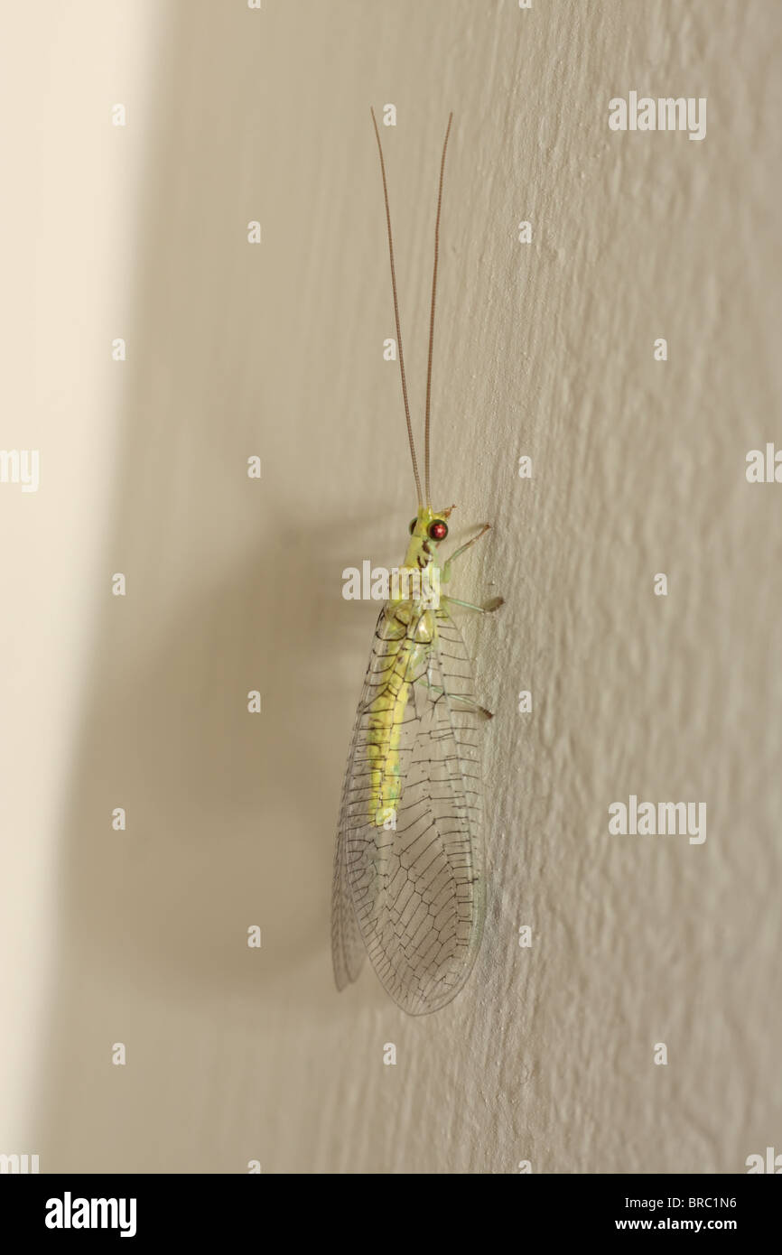 Lacewing with shadow on wall in the house Stock Photo - Alamy
