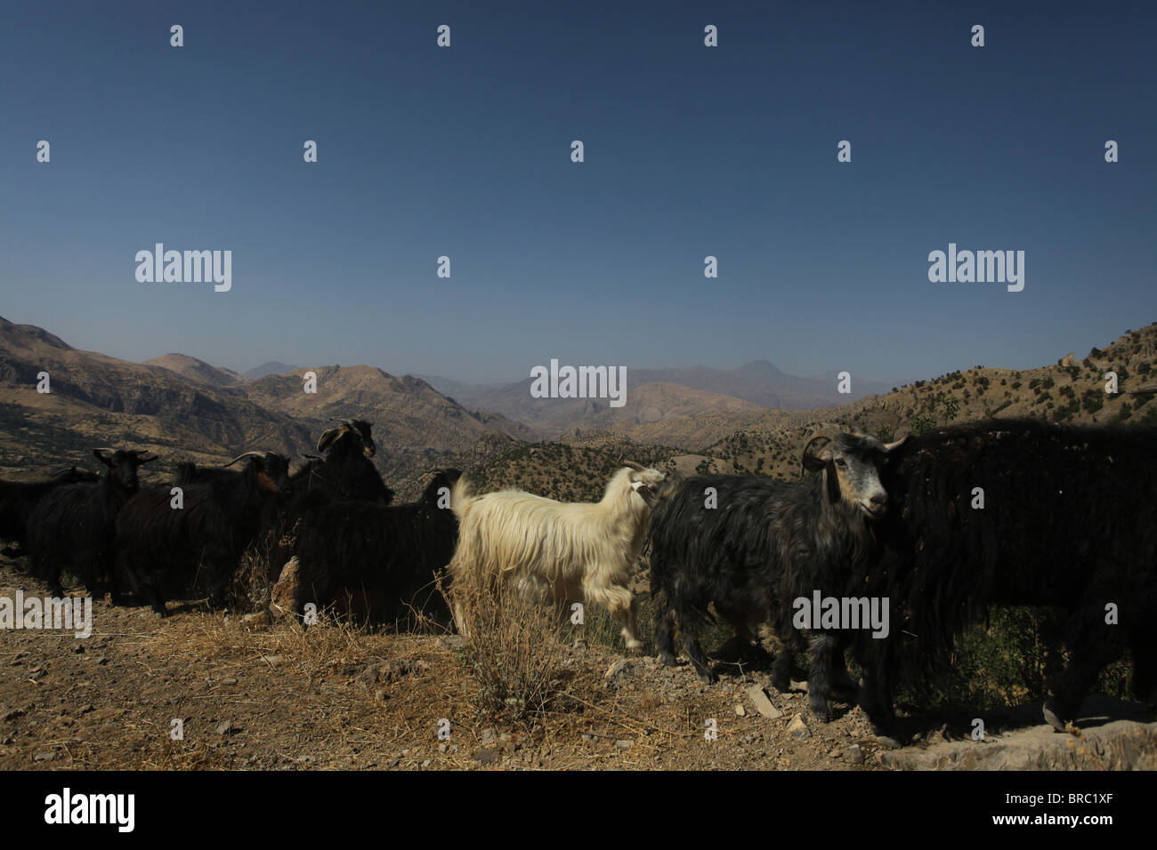 Qandil pkk hi-res stock photography and images - Alamy
