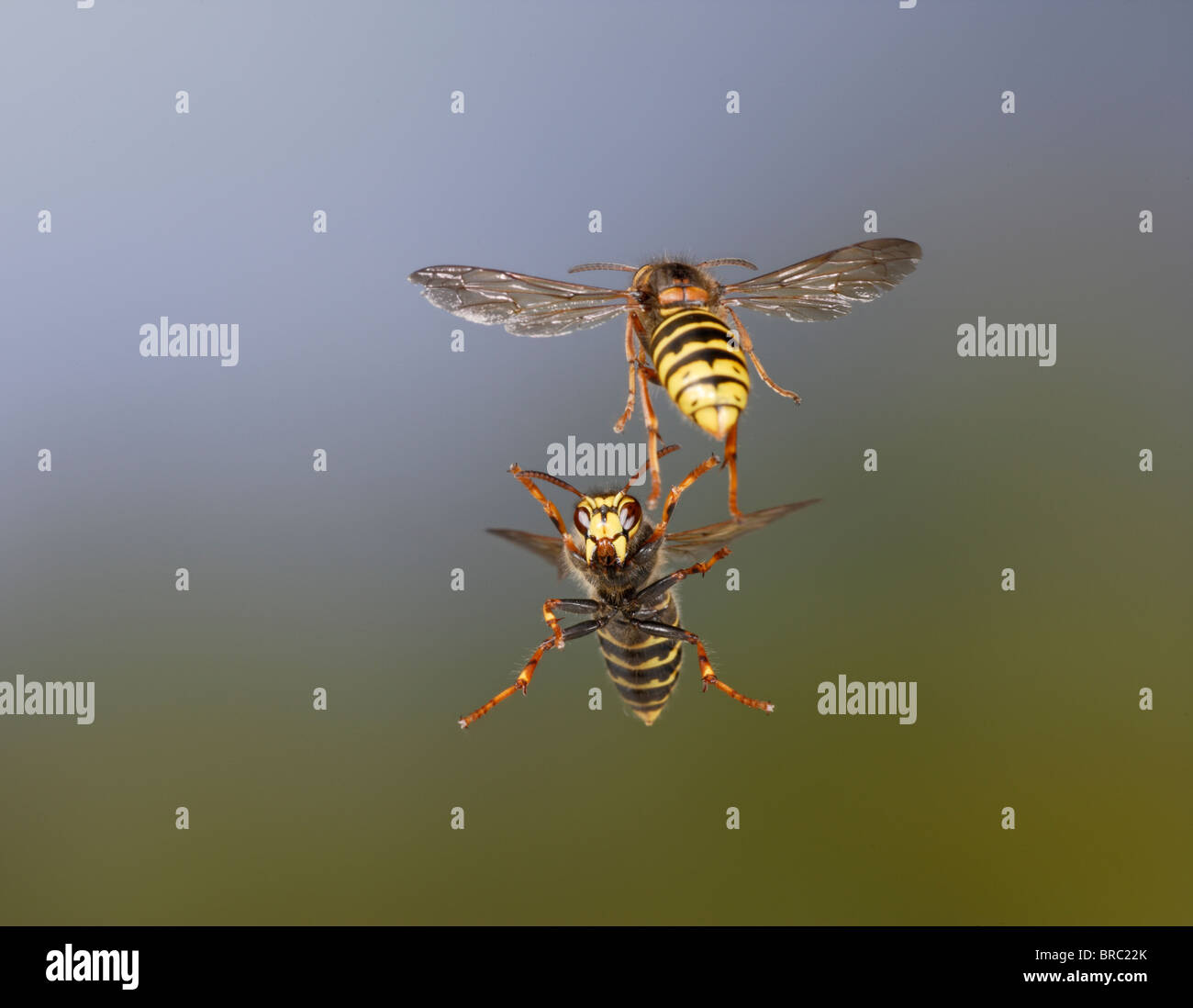 Median wasp ( Dolichovespula media) fighting Stock Photo - Alamy