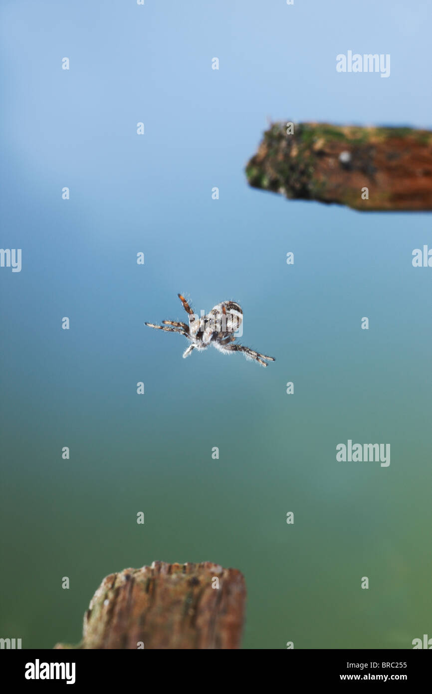 Zebra spider ( Salticus scenicus ) jumping Stock Photo - Alamy