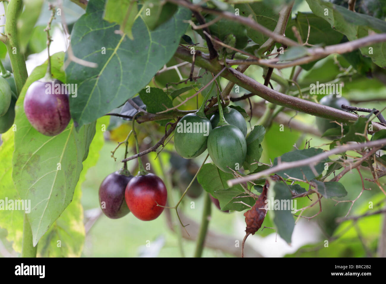 Wild cherries hi-res stock photography and images - Alamy