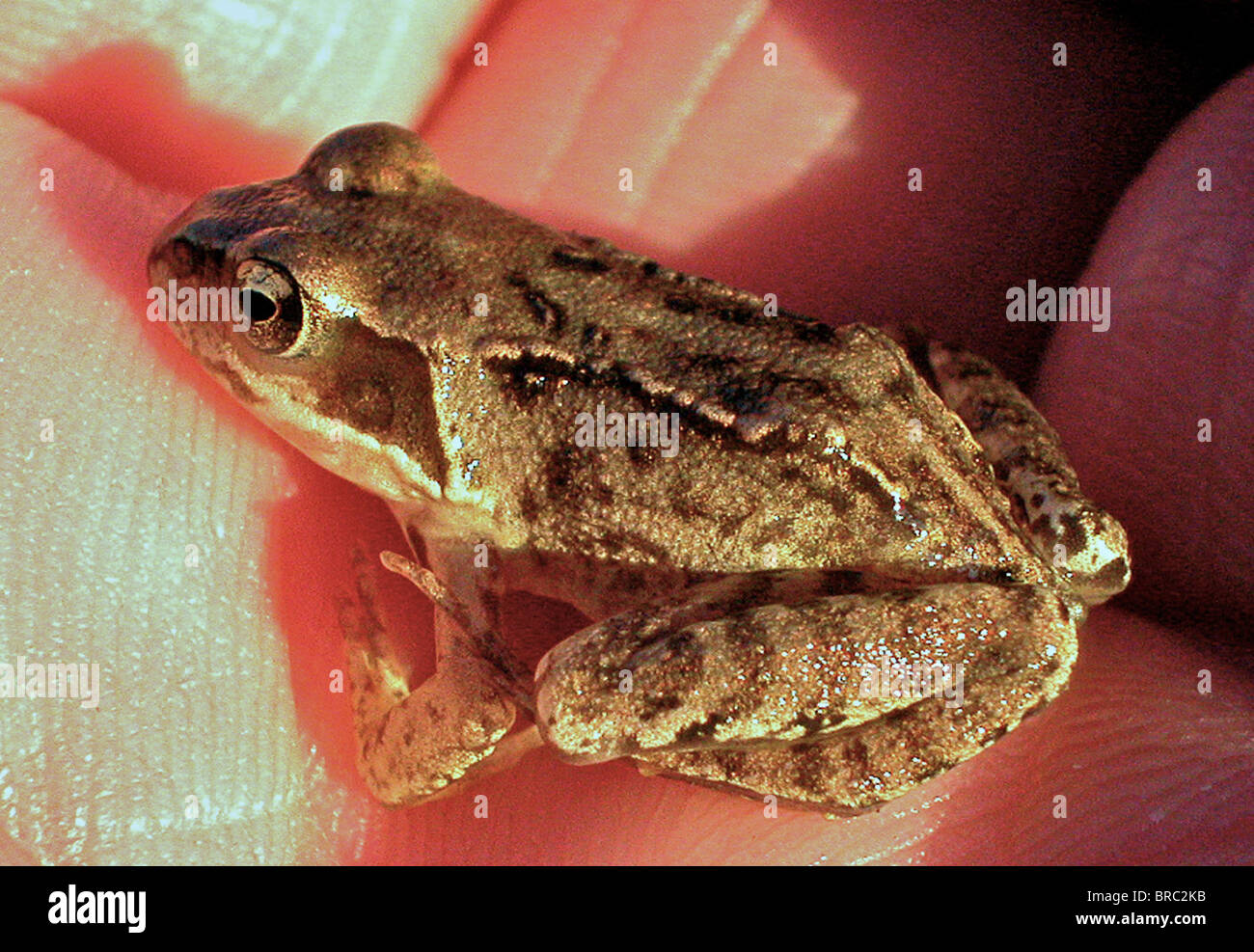 Frog - young frog amphibian - small frog. Common Frog (Rana temporania ...