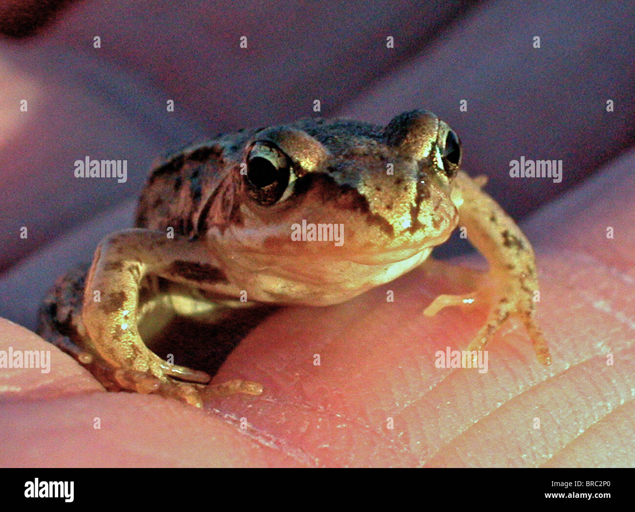 Frog - young frog amphibian - small frog. Common Frog (Rana temporania ...