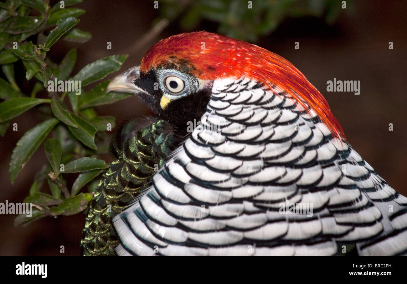 Lady Amherst's Pheasant (chrysolophus amherstiae) male Stock Photo - Alamy