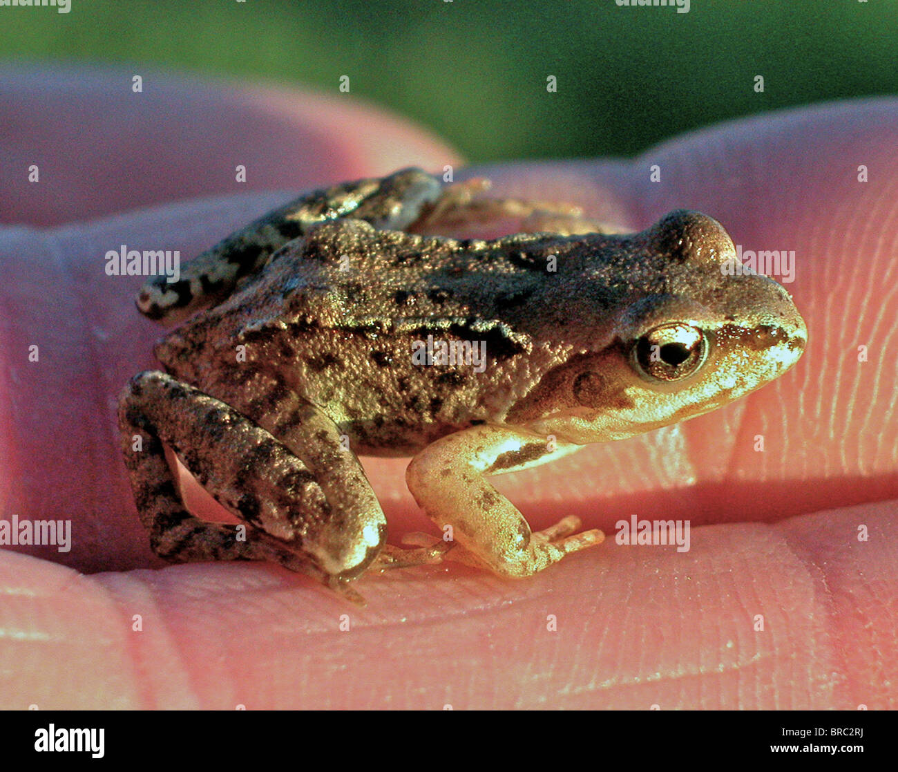 Amphibian frog common hi-res stock photography and images - Alamy