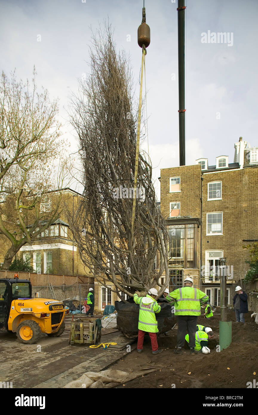 Lifting tree over building for planting Stock Photo - Alamy