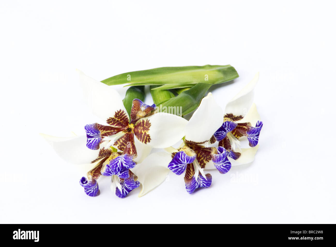 Walking iris (Neomarica gracilis) on white background Stock Photo - Alamy