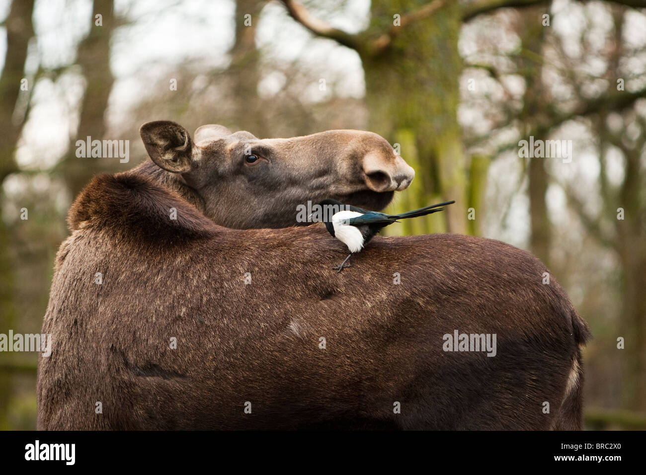 A magpie sit on moose back Stock Photo - Alamy