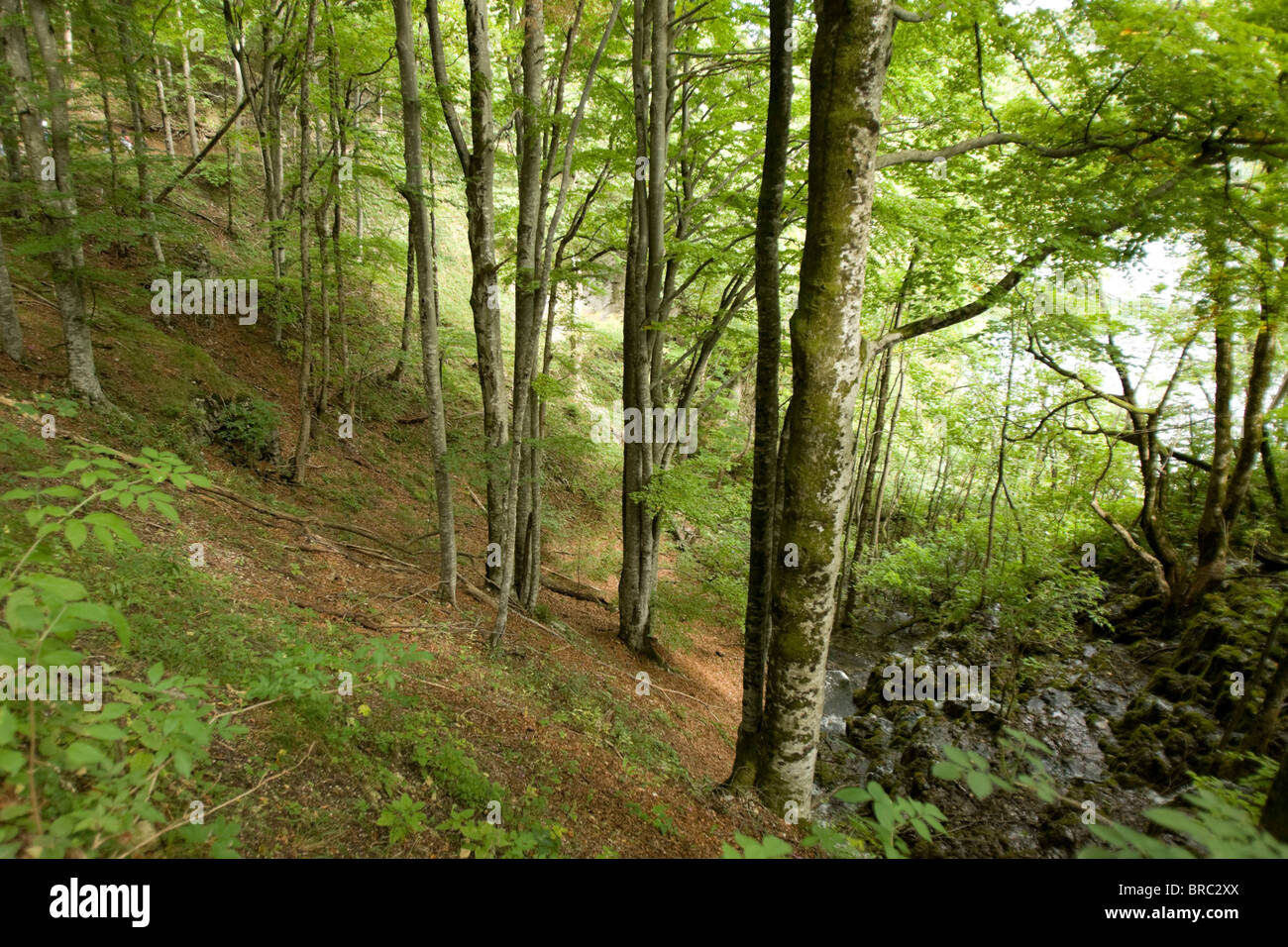 A wooded copse Stock Photo - Alamy