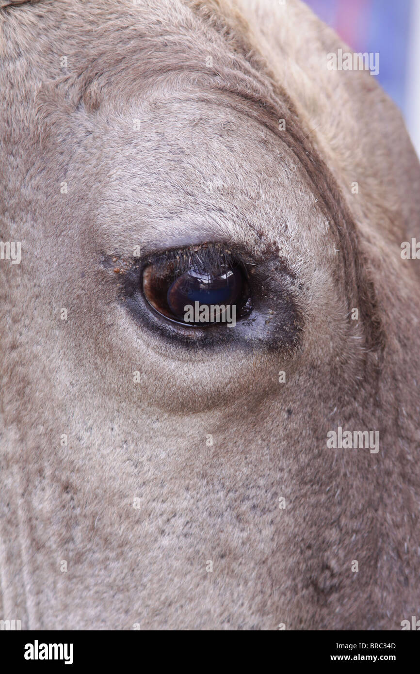 Animal senses eye sight hi-res stock photography and images - Alamy