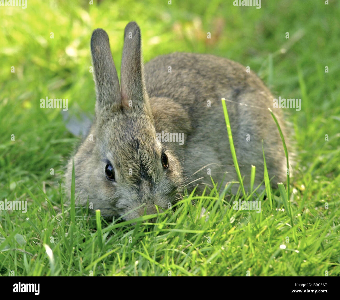 RABBIT - common rabbit - (Latin: Lepus cuniculus) wild rabbit ...