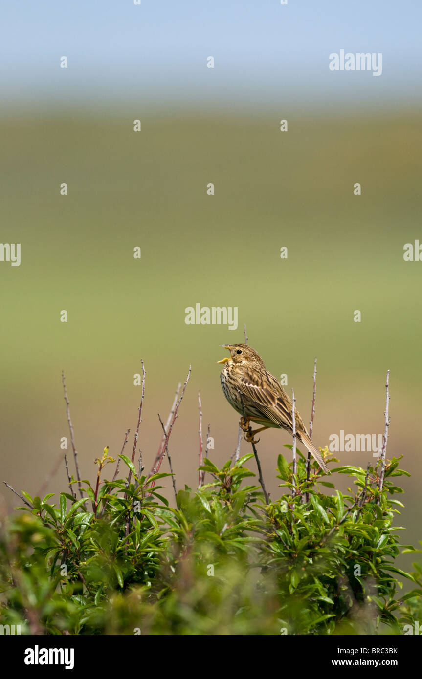 Corn bunting hi-res stock photography and images - Alamy
