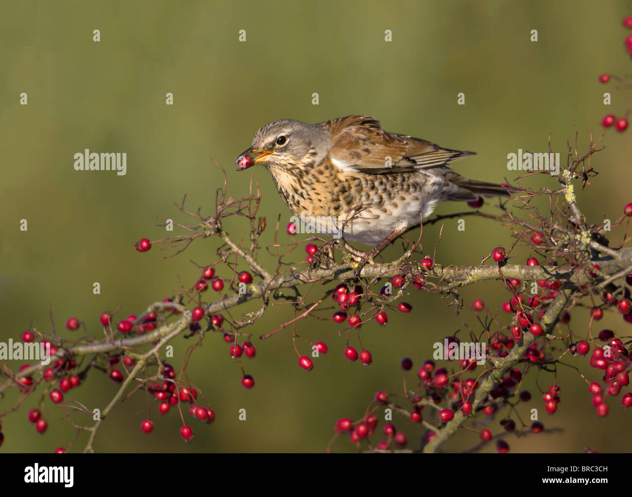 Field Fare High Resolution Stock Photography and Images - Alamy