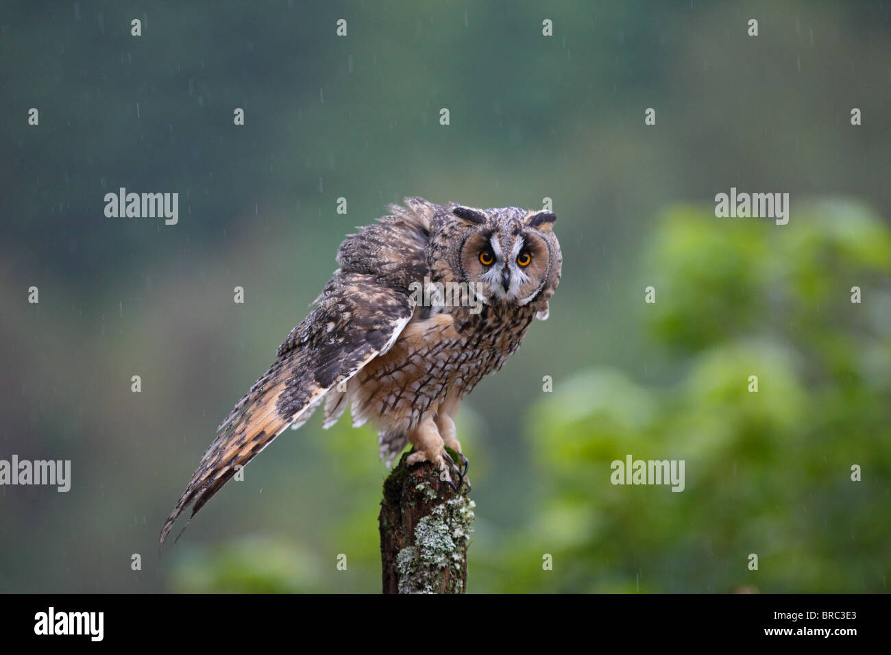 Owl in the rain hi-res stock photography and images - Alamy