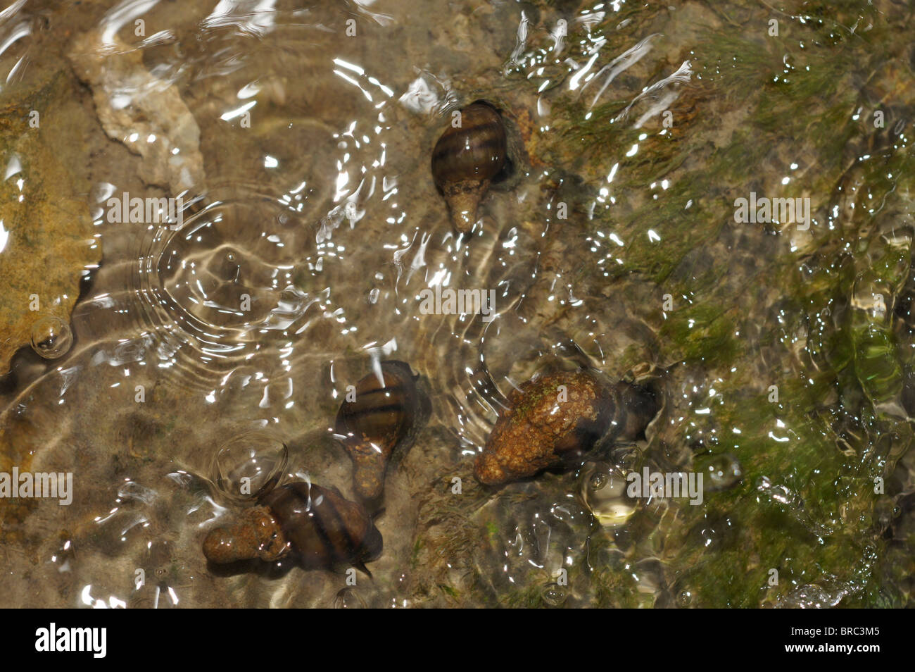 Water snails hi-res stock photography and images - Alamy