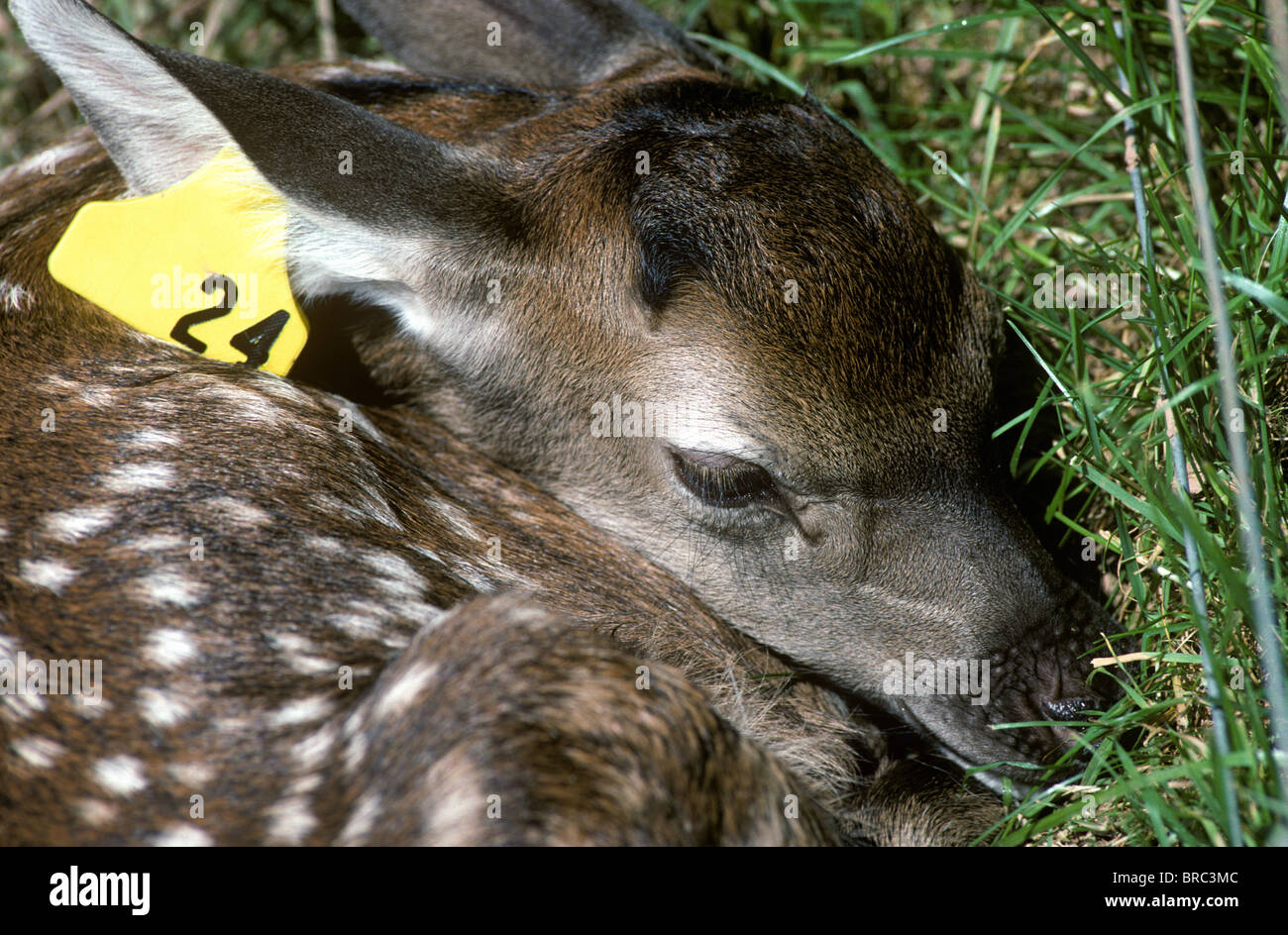 Farmed red deer calf lying waiting for its mother Stock Photo - Alamy