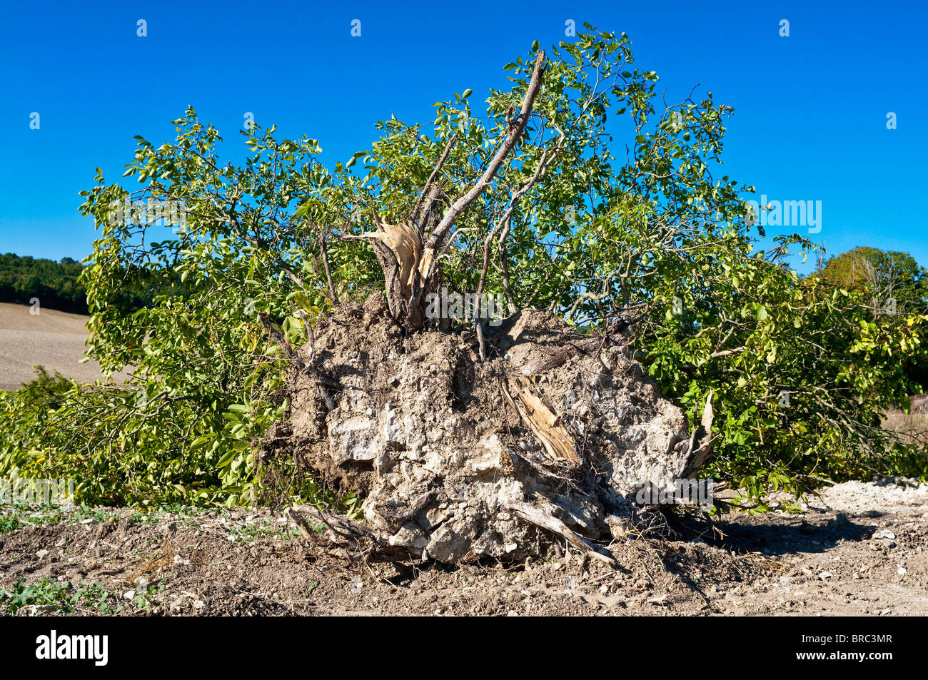 Walnut root wood hi-res stock photography and images - Alamy