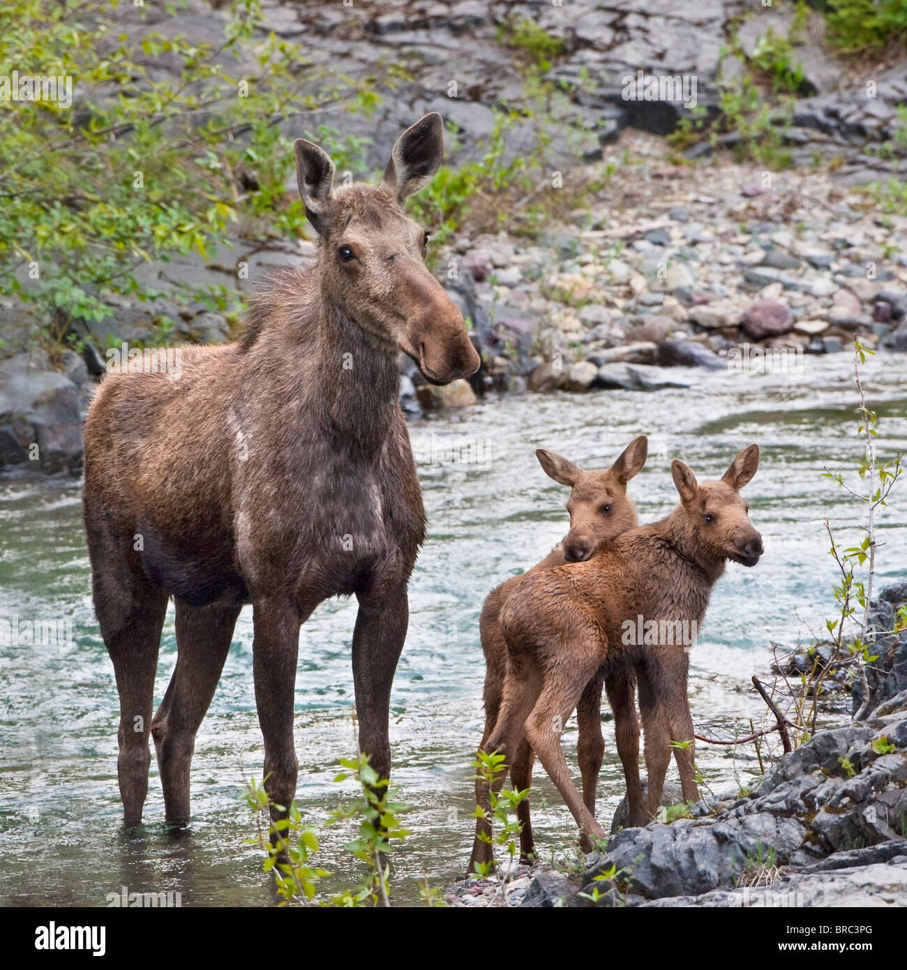 Moose side view hi-res stock photography and images - Alamy