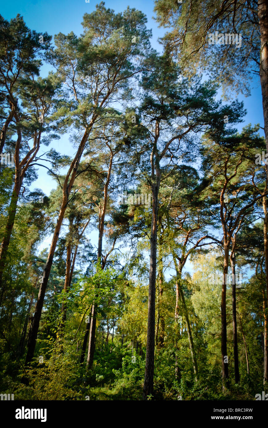 The Grunewald Forest in the district of Charlottenburg-Wilmersdorf is ...