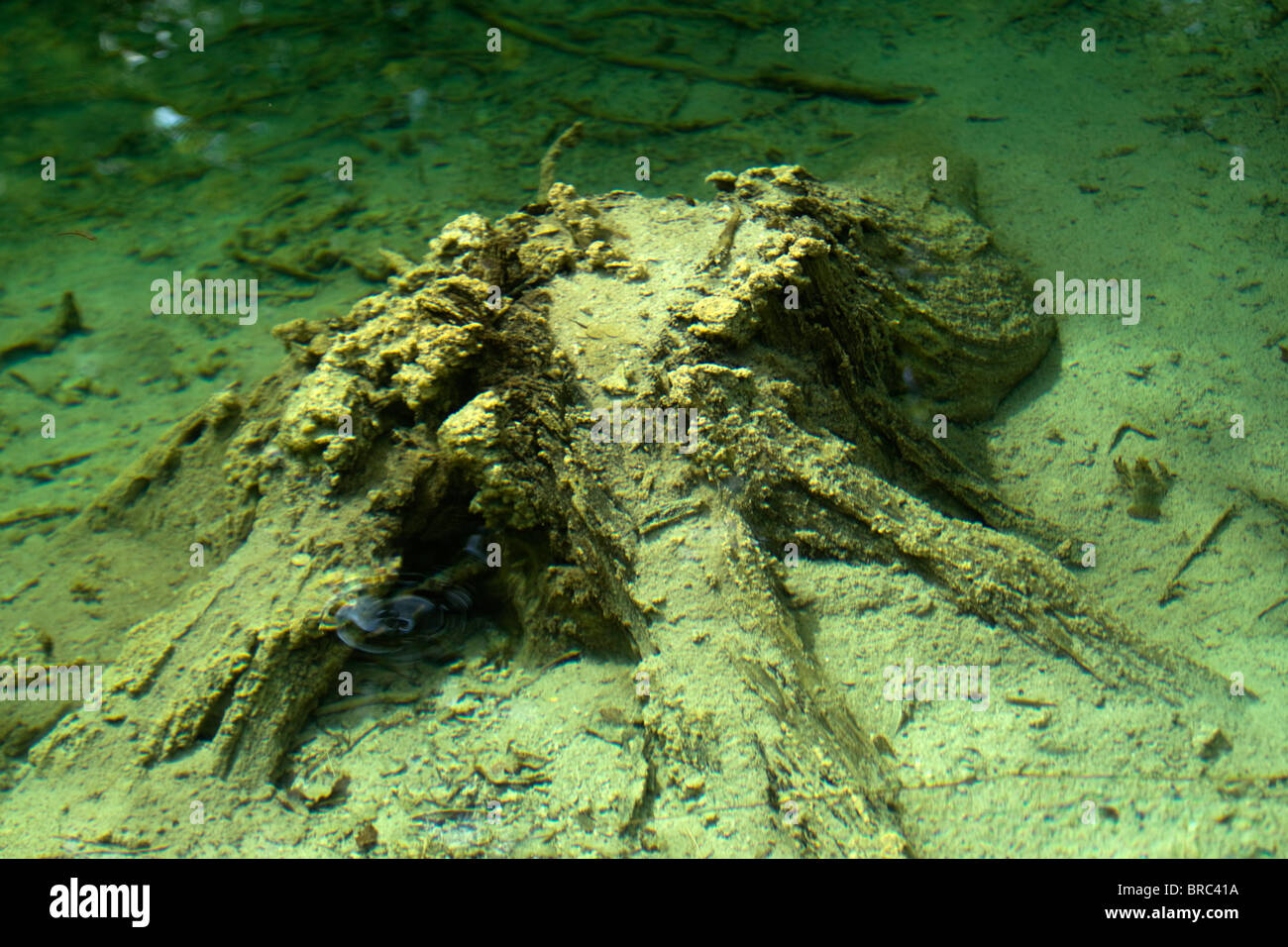 A tree stump underwater in the Plitvice lakes in Croatia Stock Photo ...
