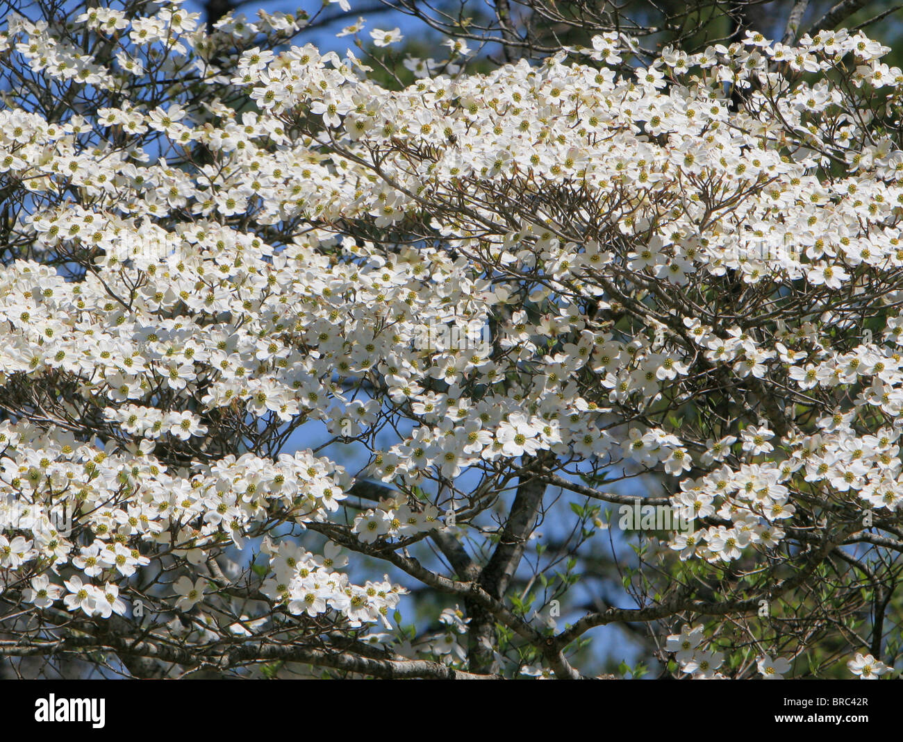 Dogwood festival hi-res stock photography and images - Alamy