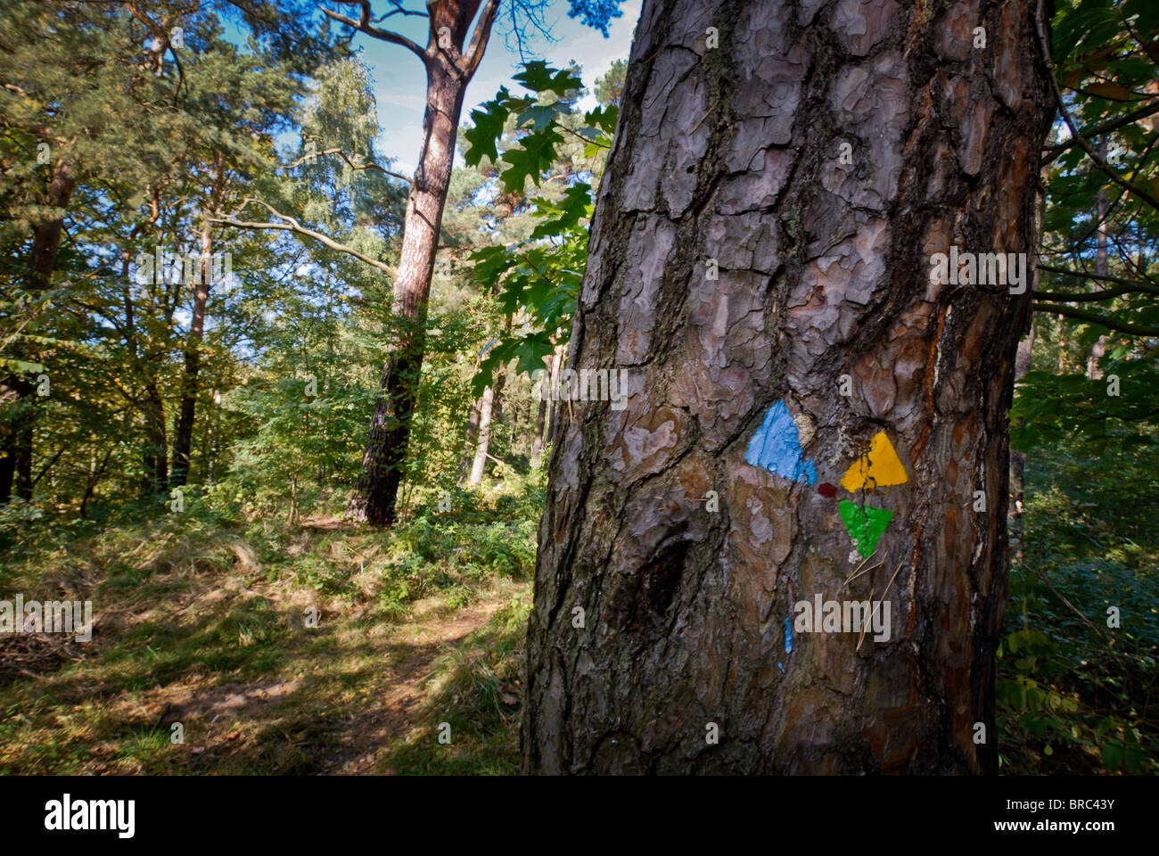 Designated routes forb walkers painted as symbols on trees in the ...