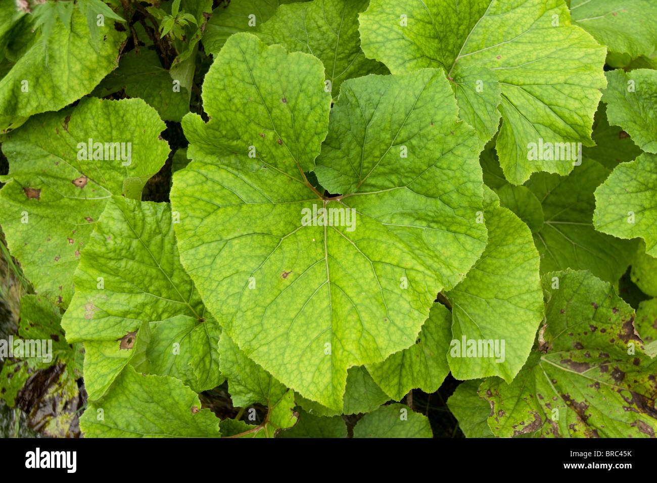 A large leaf in the Plitvice lakes, cCoatia Stock Photo - Alamy