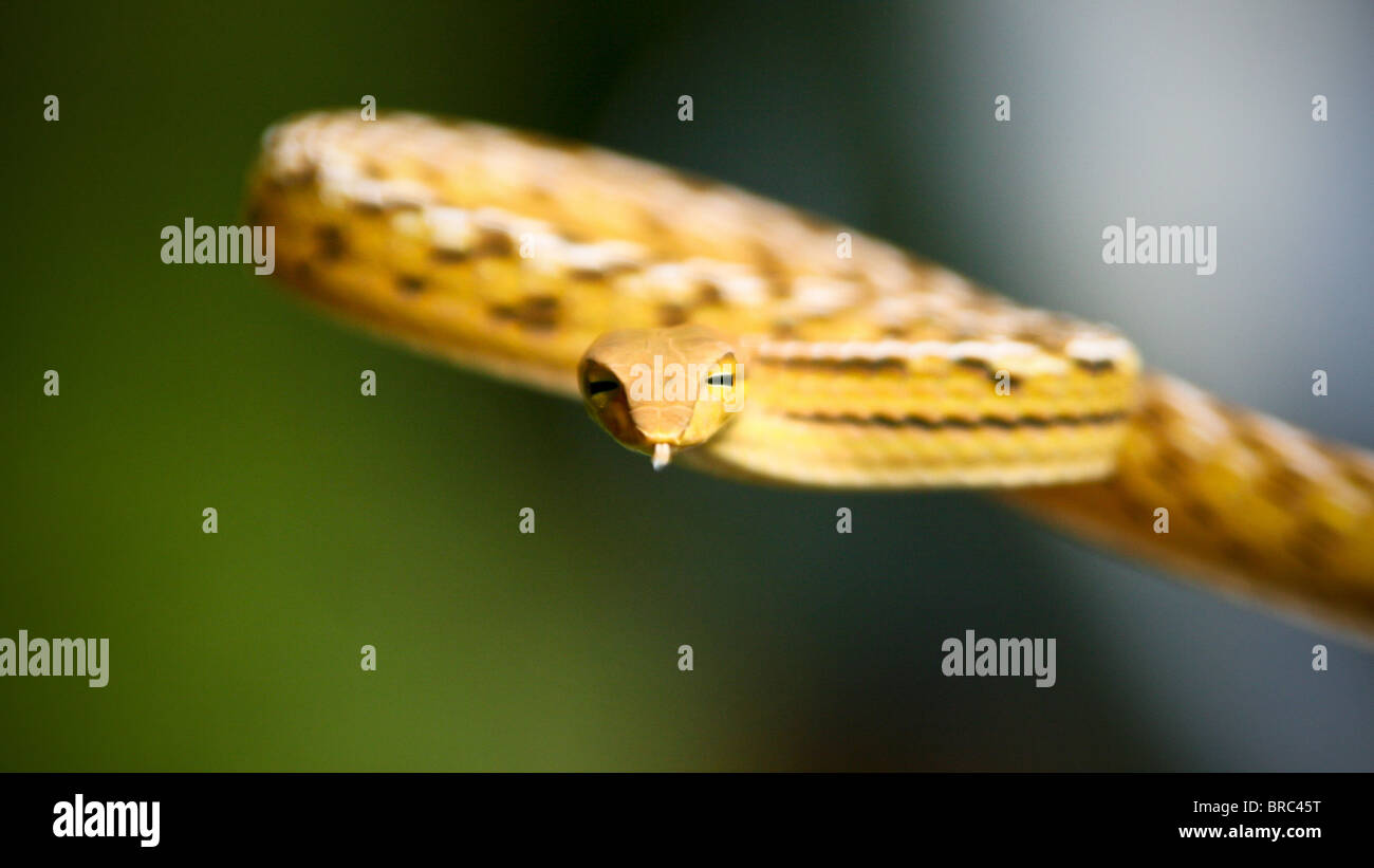 Yellow Ridged Tree Snake, Khao Yai National Park, Thailand Stock Photo ...