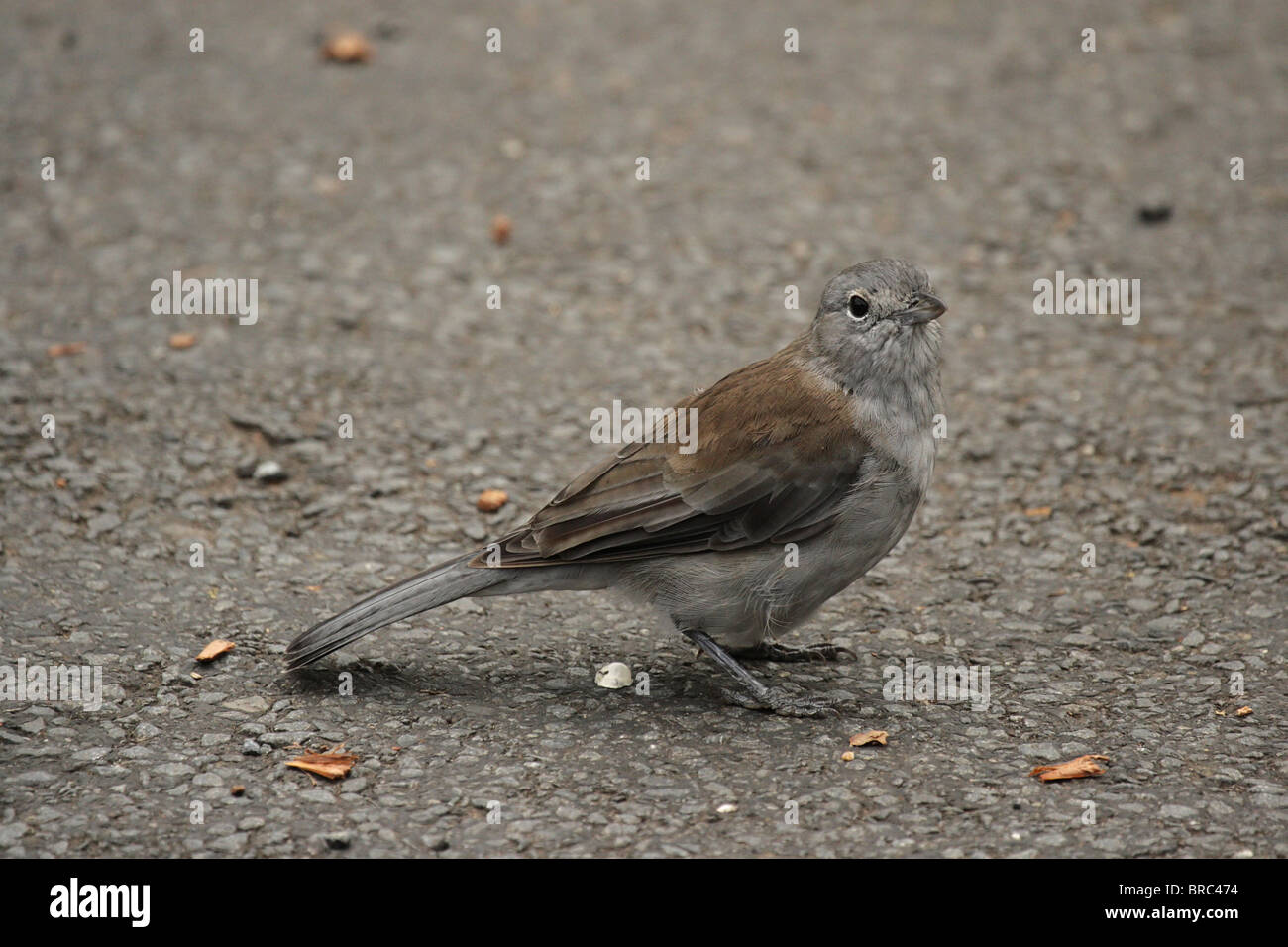 A Grey Shrike-thrush (Colluricincla harmonica) sitting on the floor in ...