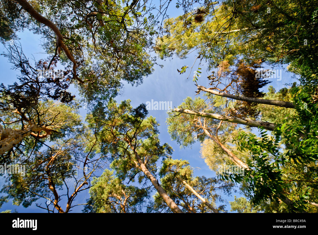 View up to the tree canopy in the Grunewald Forest in the district of ...