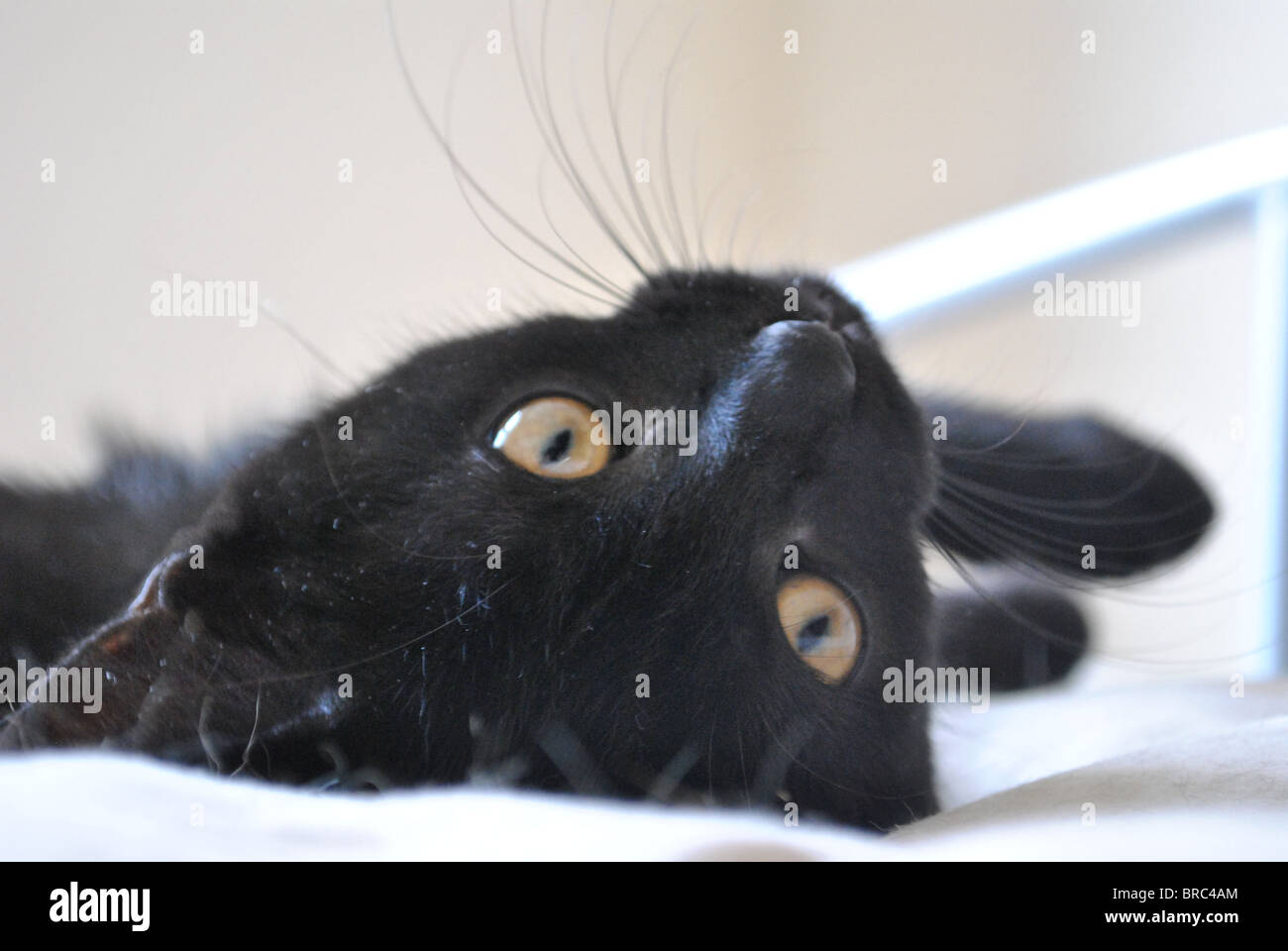 Back of cat head hi-res stock photography and images - Alamy