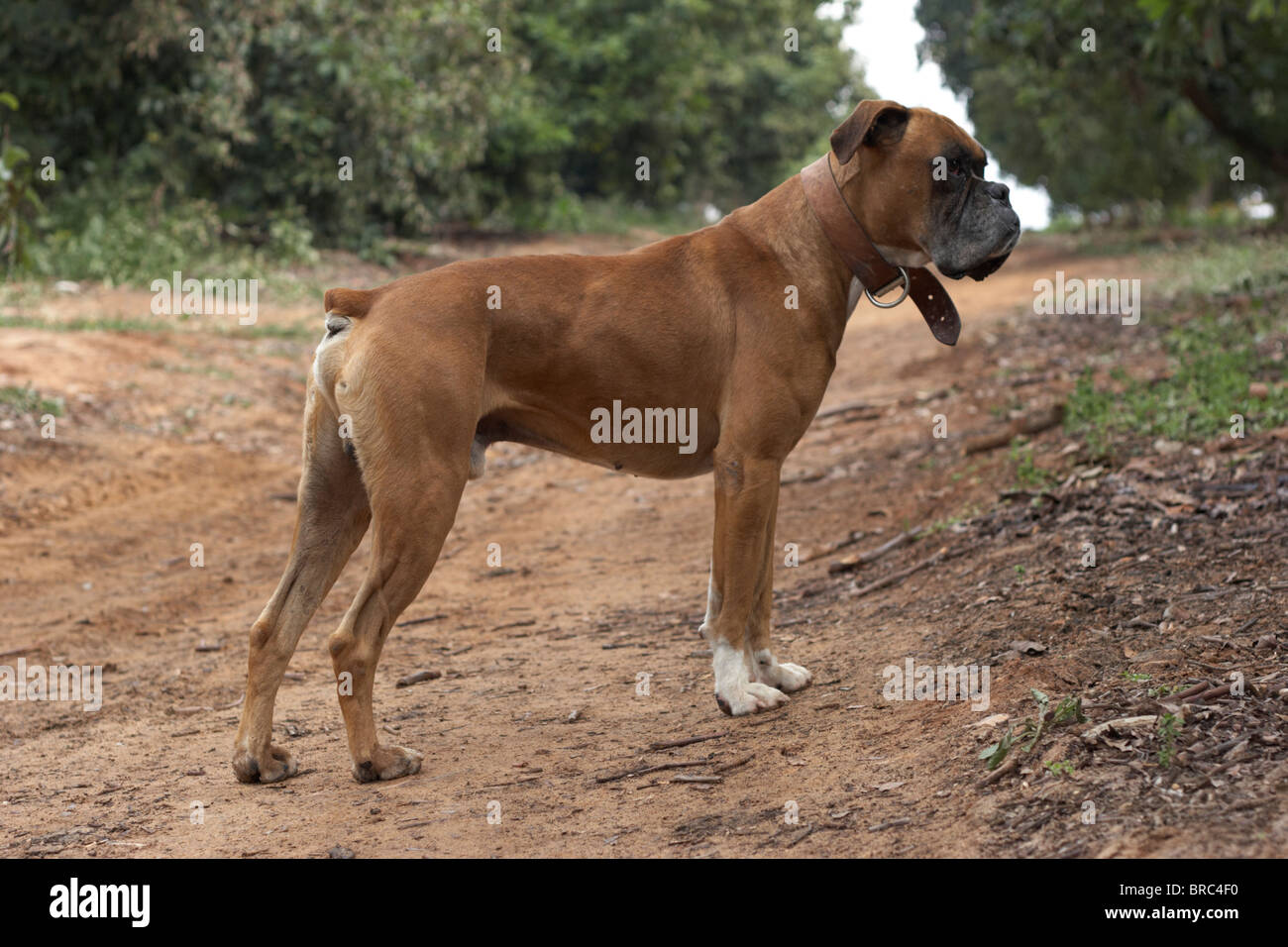 Strong boxer stands on a road Stock Photo - Alamy