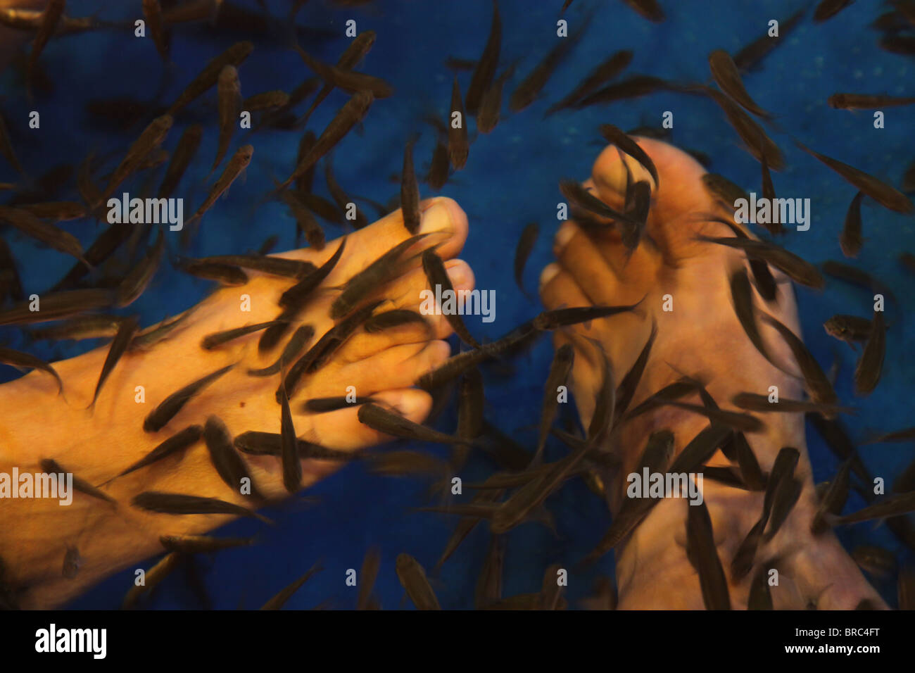 A woman letting her feet dangle in a tank in a fish spa. The Garra rufa ...