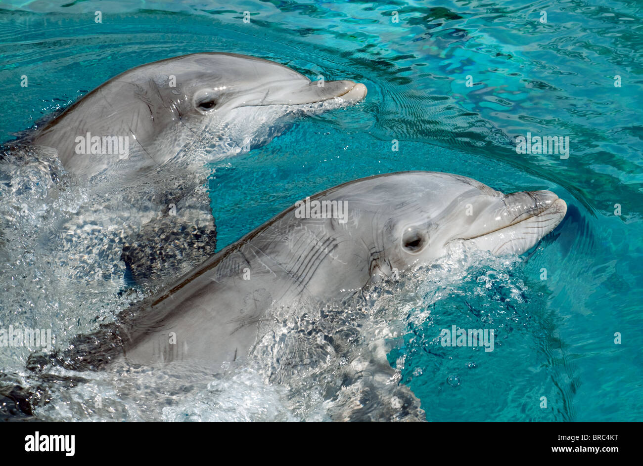Tursiops Truncatus High Resolution Stock Photography and Images - Alamy