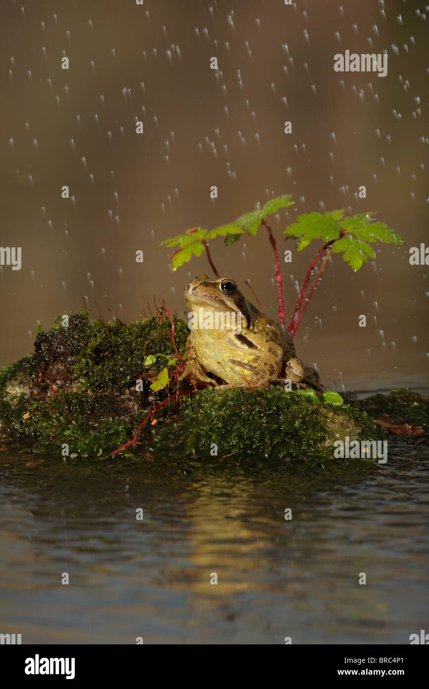 Rain frog hi-res stock photography and images - Alamy