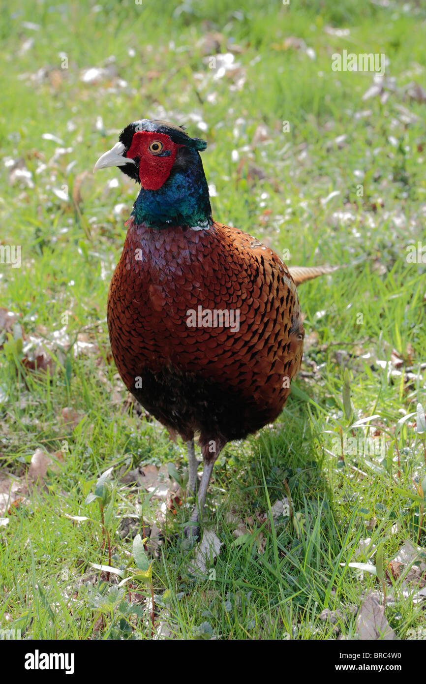 Pheasant hunting uk hi-res stock photography and images - Alamy