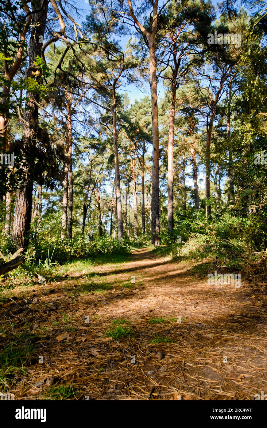 The Grunewald Forest in the district of Charlottenburg-Wilmersdorf is ...