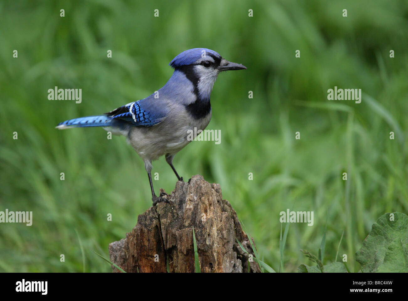 Blue jay bird hi-res stock photography and images - Alamy