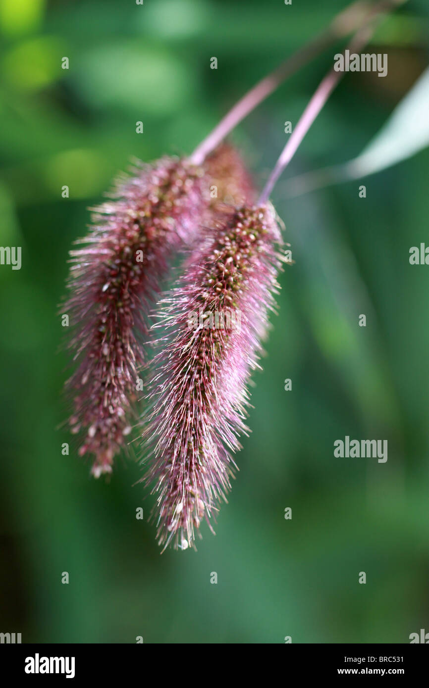 Flowering grass hi-res stock photography and images - Alamy