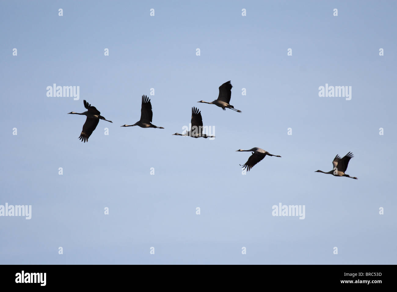 Common crane flying hi-res stock photography and images - Alamy