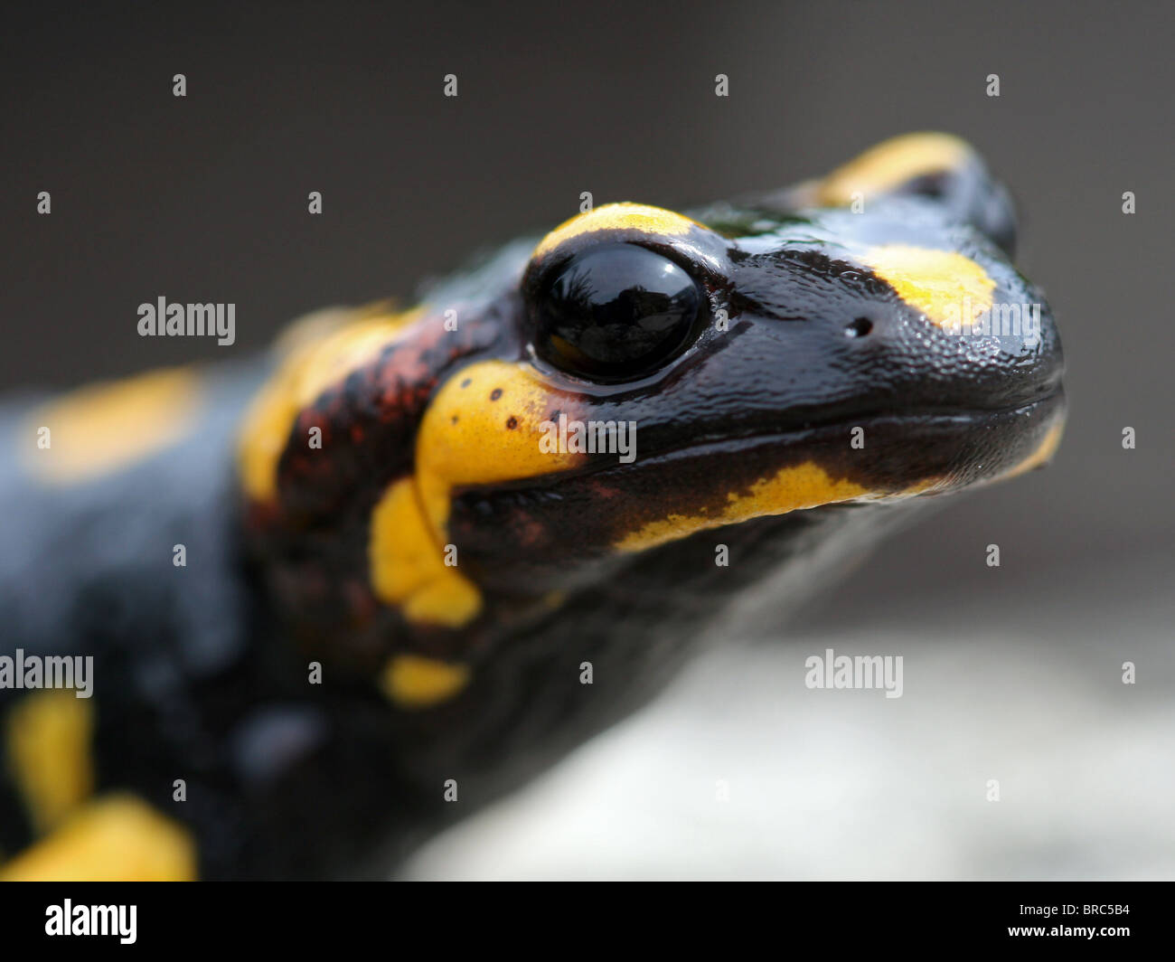 Salamandra salamandra terrestris hi-res stock photography and images ...