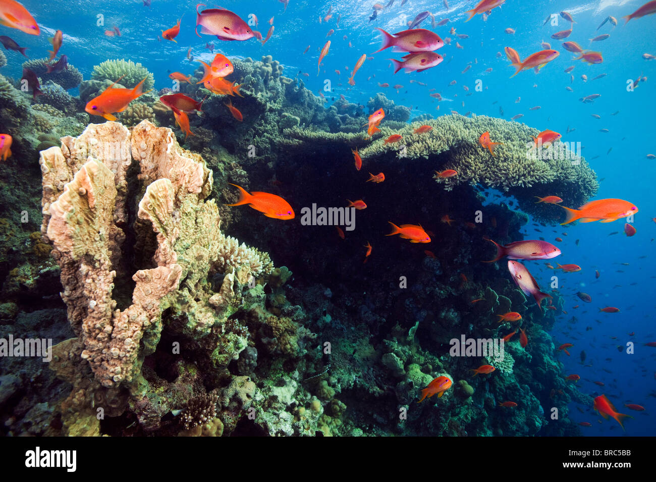 Shallow red Sea reef With Anthias Stock Photo - Alamy