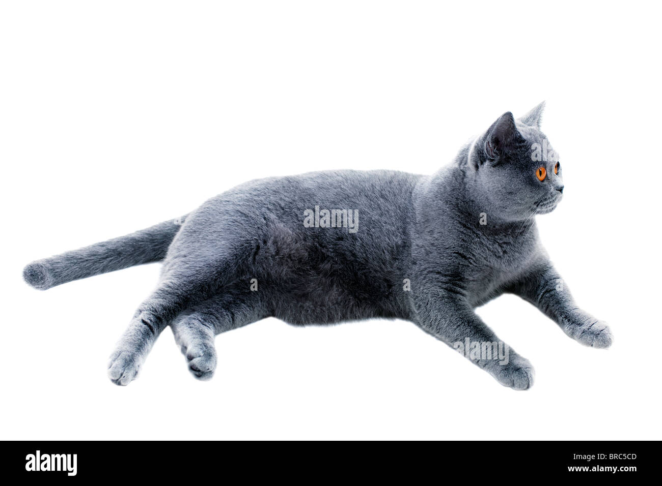 gray british cat lying on a white background Stock Photo - Alamy