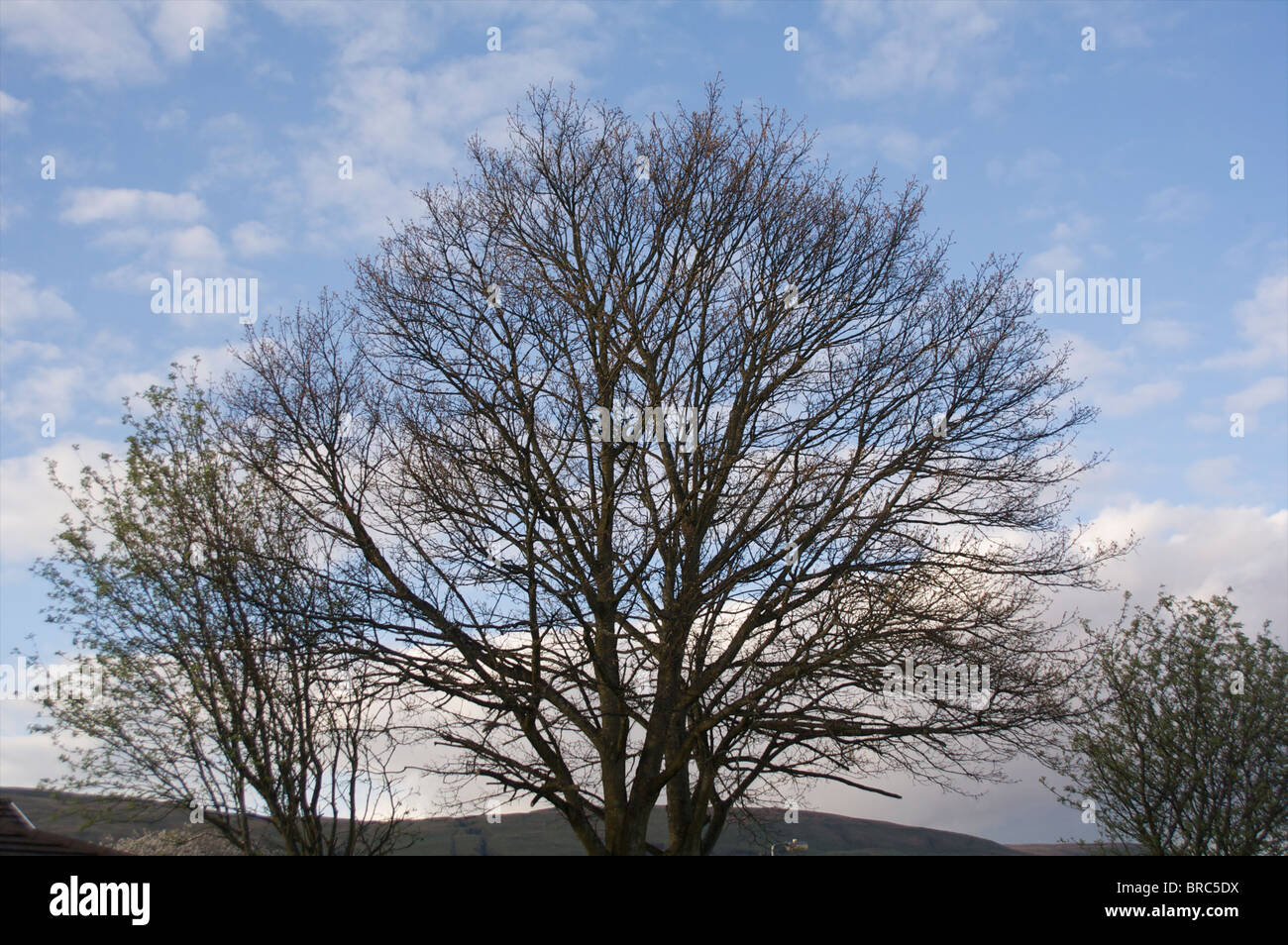 Sycamore blue sky hi-res stock photography and images - Alamy